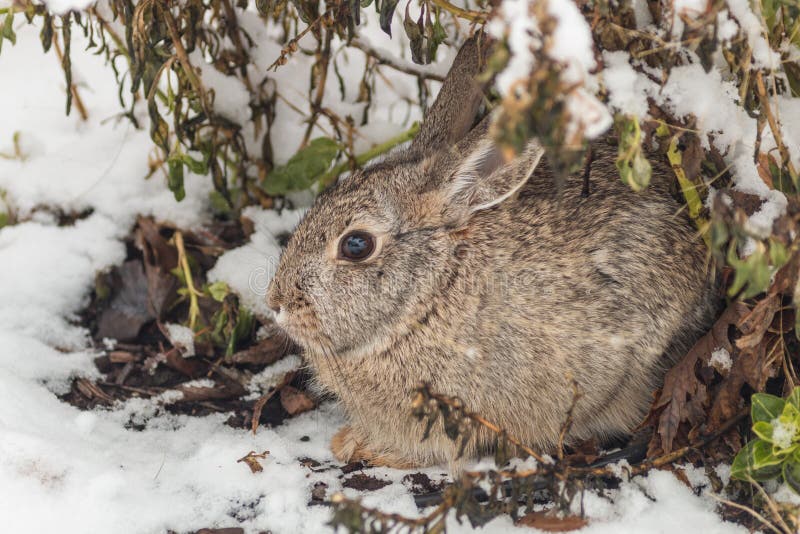 330 Cottontail Rabbit Snow Stock Photos - Free & Royalty-Free Stock ...