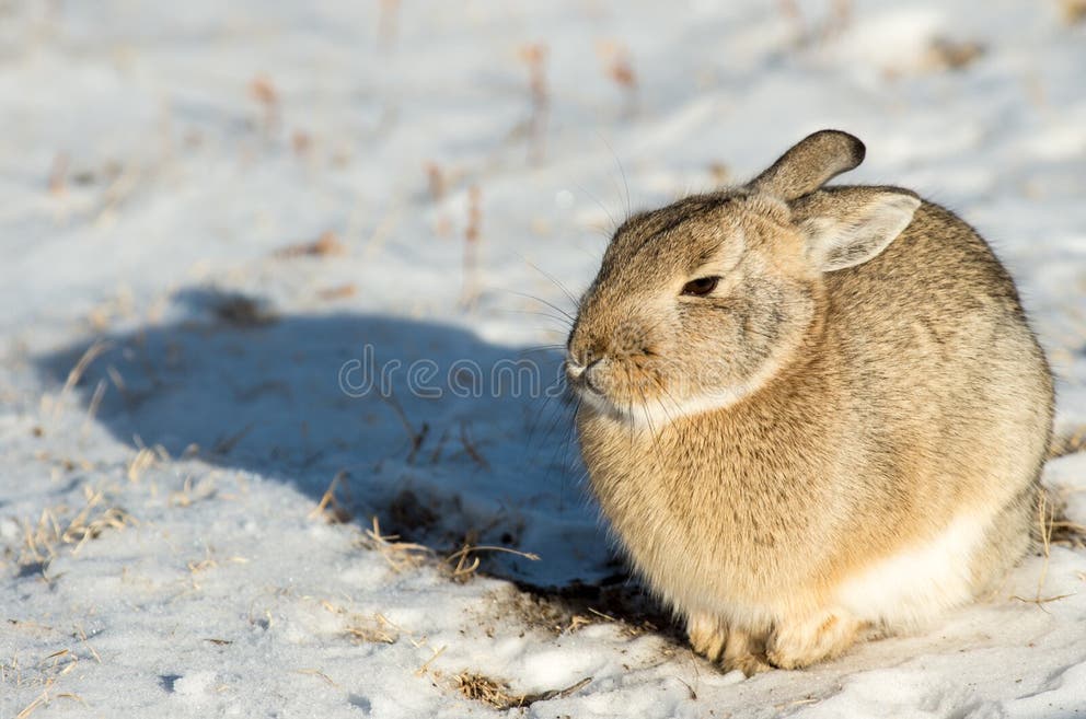 Cottontail Rabbit in the Snow Stock Image - Image of south, cottontail ...