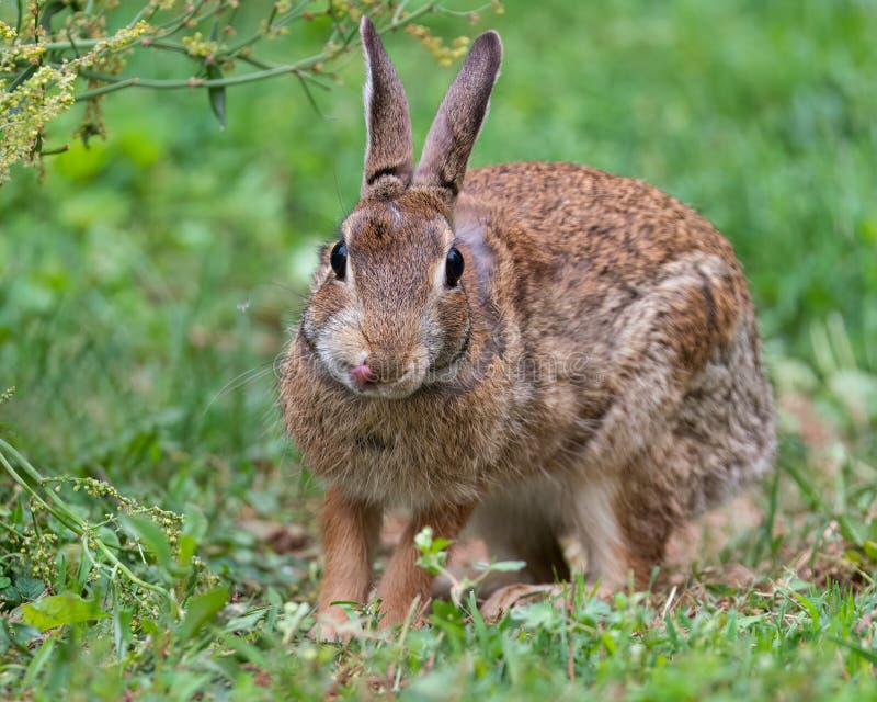 Cottontail Rabbit stock photo. Image of animals, matt - 278868922