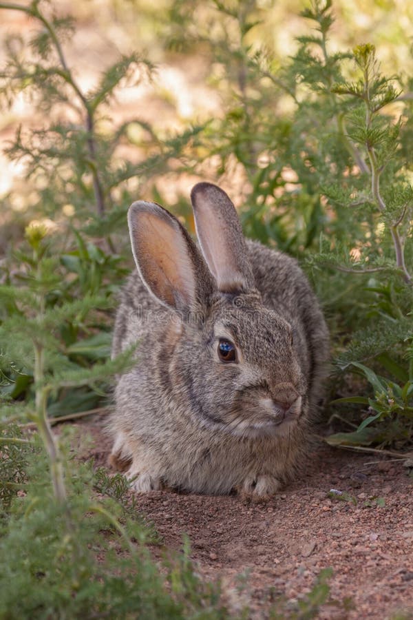 Cottontail Rabbit In Winter Stock Photo - Image of wild, outdoors: 84811200