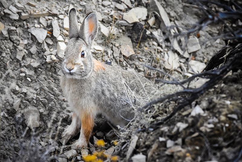 Cottontail Rabbit in the Wild Stock Photo - Image of outdoor, season ...