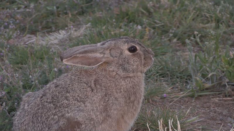 Cottontail Rabbit Zoom Out stock footage. Video of herbivorous - 39743628