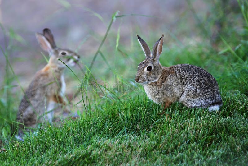 Rabbit with Questioning Face Stock Photo - Image of fleecy, lagomorphs ...