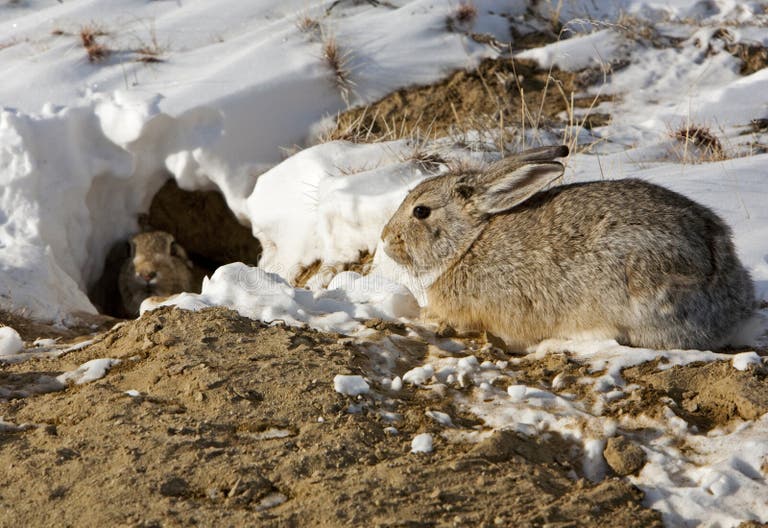 Cottontail Rabbits and Rabbit Burrow Desert Snow Stock Photo - Image of ...