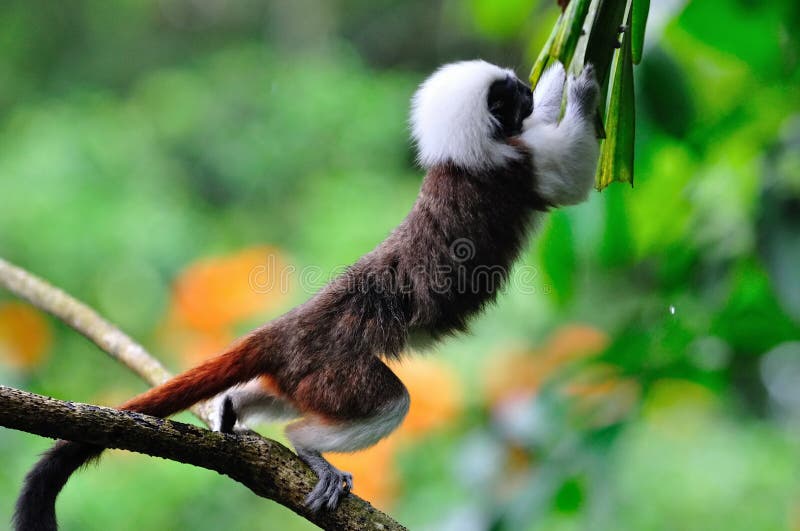 Cottontop Tamarin leaping stock image. Image of white - 15494169