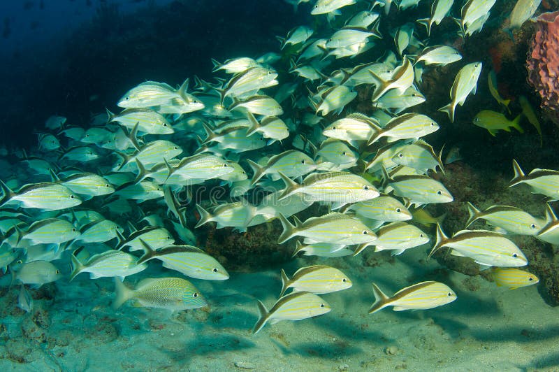 Cottonwick Grunts, Boca Raton, Florida Stock Image - Image of tails ...