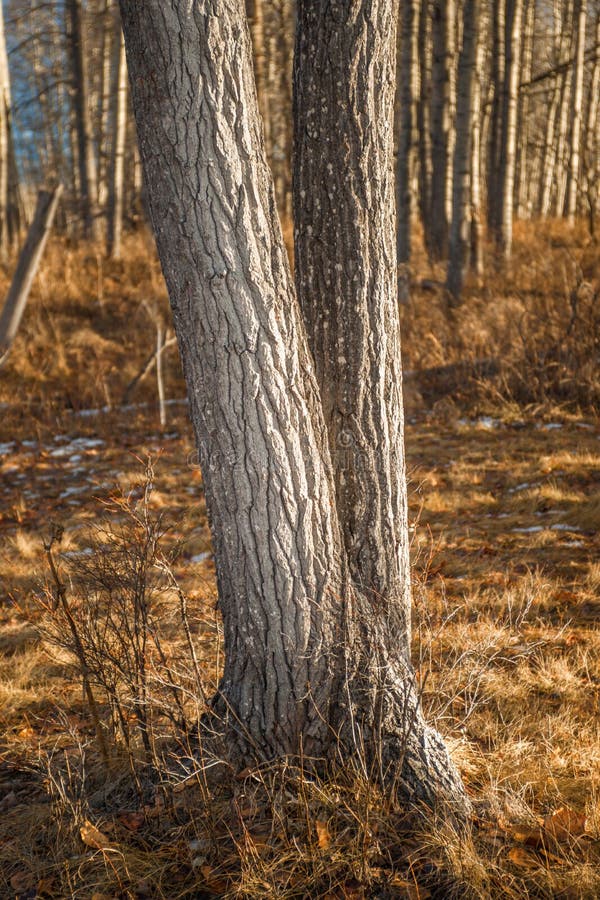 Cottonwood Brothers stock image. Image of outdoors, plant - 135186601
