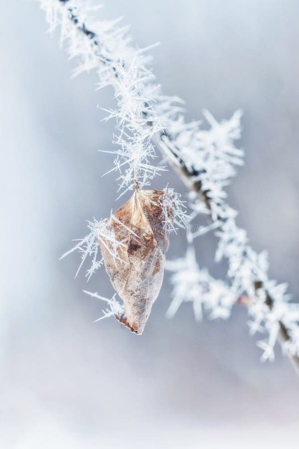 Leaf with Icicles - High-Key Winter Image Stock Photo - Image of ...