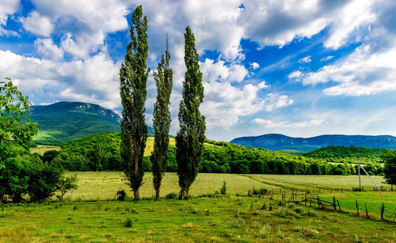 Three Cottonwood Trees in Bloom Along a Road in Marfa, Texas. Stock ...