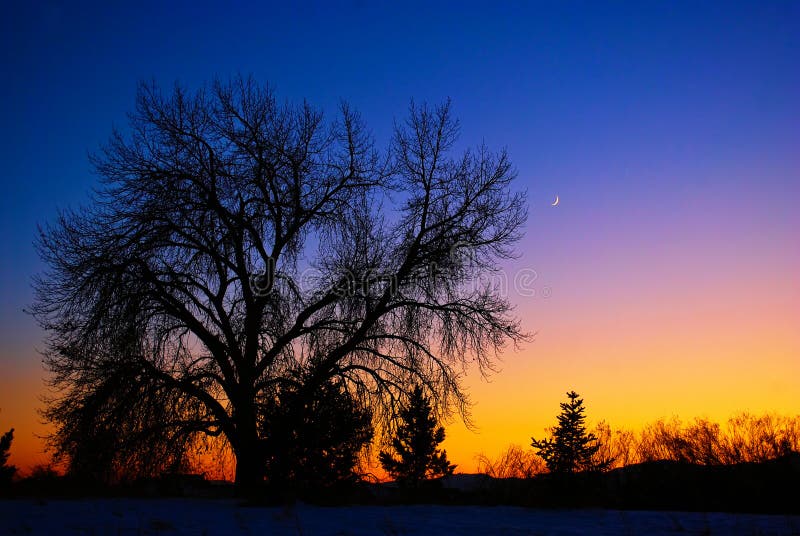 Cottonwood Tree & Crescent Moon at Sunset Stock Photo - Image of orange ...