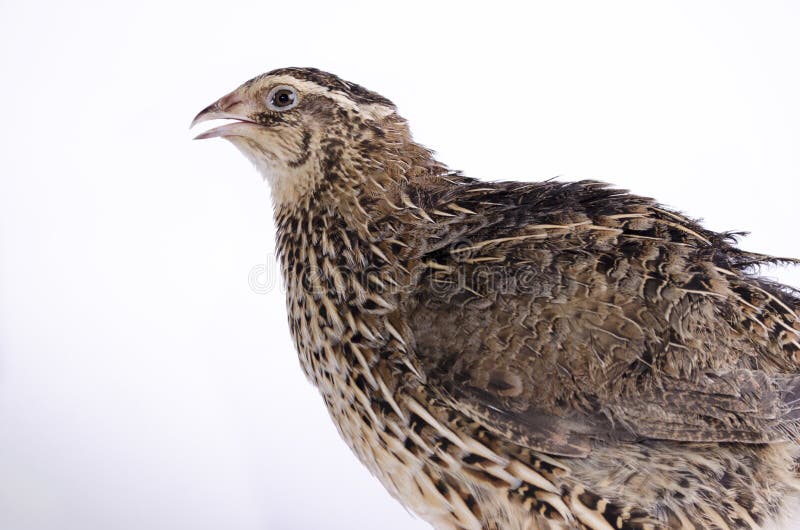 Coturnix On A White Background Stock Photo - Image of birds, japanese ...