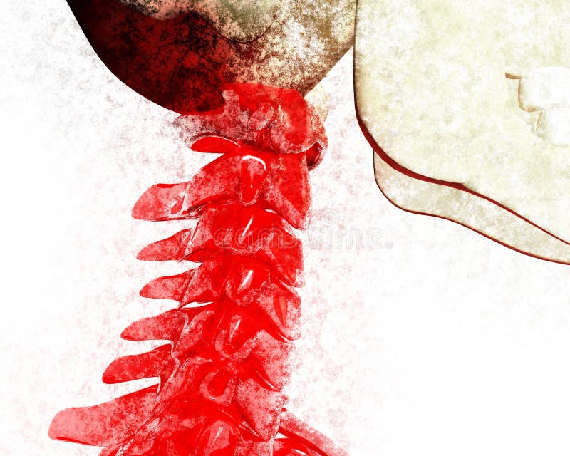 Cou humain illustration stock. Illustration du souple - 53226741