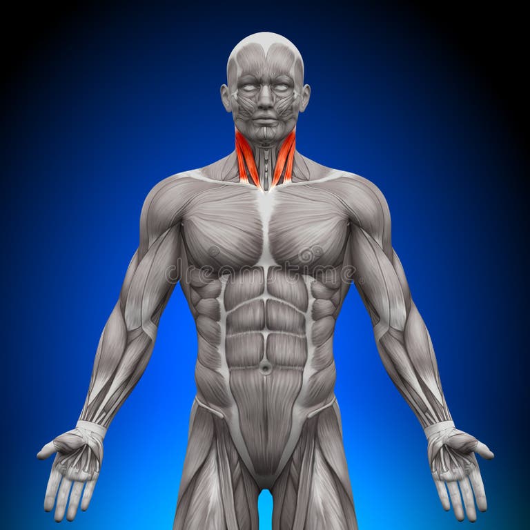 Cou - muscles d'anatomie illustration stock. Illustration du médical ...