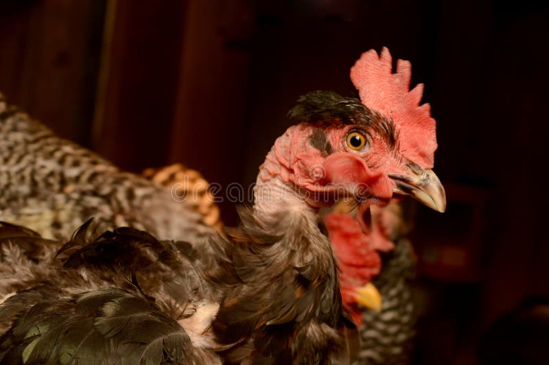 Coq Nu De Cou Ou De Turken De Transylvanian Photo stock - Image du ...