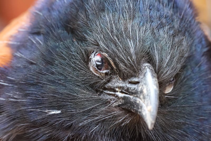Two Pheasants Bird, Plucked and Stuffed Stock Image - Image of ...