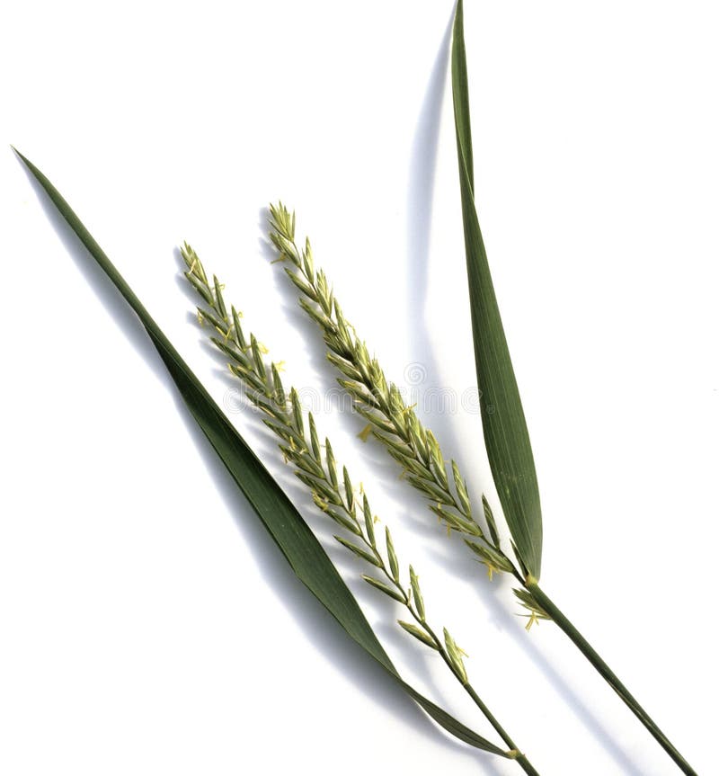 Couch, Agropyron repens stock photo. Image of herb, naturopathy - 234557320
