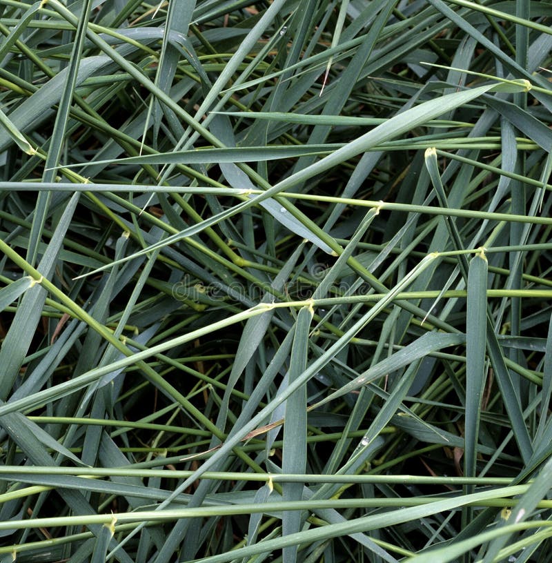 Agropyron Repens Photos - Free & Royalty-Free Stock Photos from Dreamstime