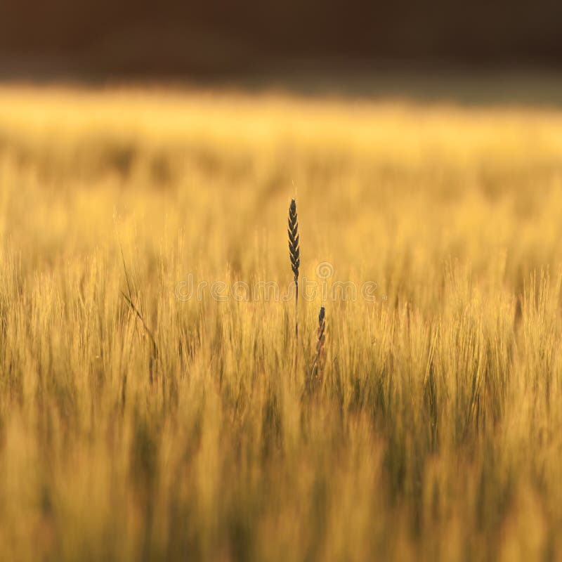 Couch grass growing stock image. Image of green, glitter - 67425487