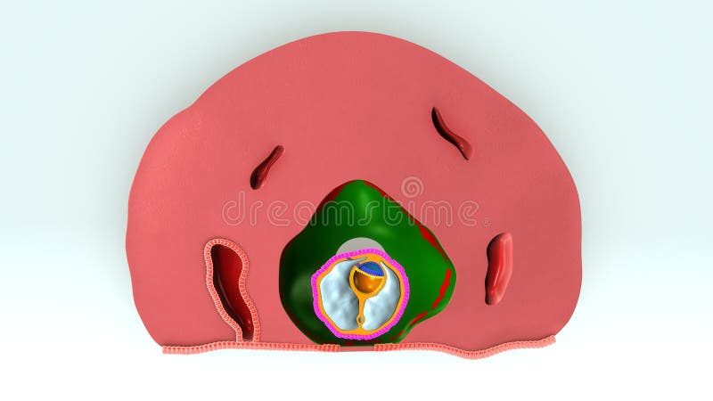 Couche de germe primaire illustration stock. Illustration du humain ...