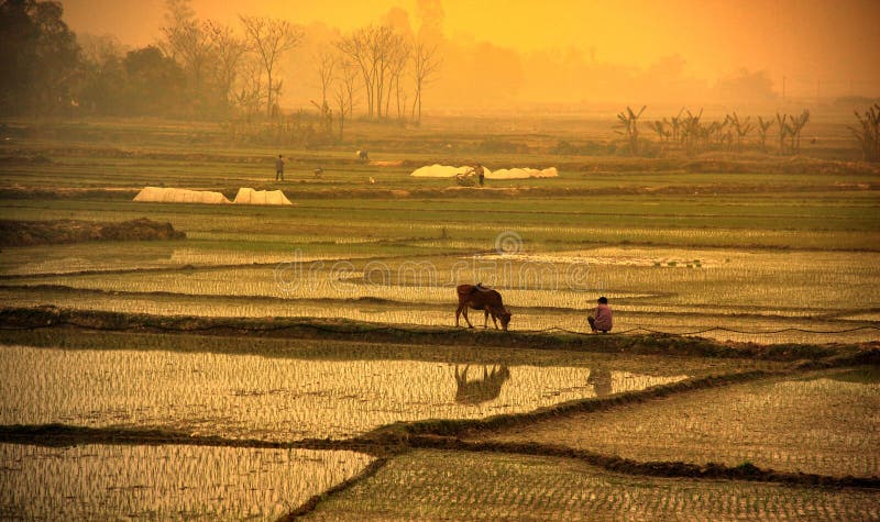 Coucher Du Soleil De Riz De Zone Image stock - Image du thaïlande ...