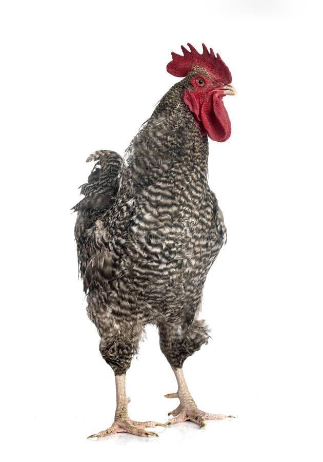 Coucou de Rennes stock photo. Image of gray, rennes - 229548892