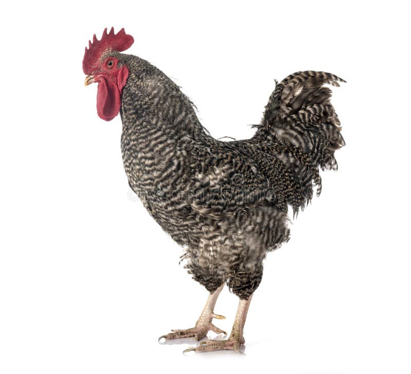 Coucou de Rennes stock photo. Image of background, chicken - 229548642
