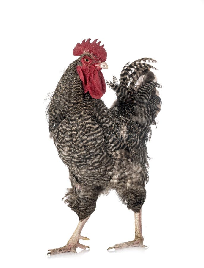 Coucou de Rennes stock photo. Image of chicken, coucou - 229729022