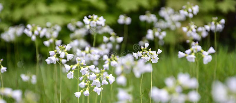 Coucou-fleur photo stock. Image du herbe, fleur, vert - 44916680