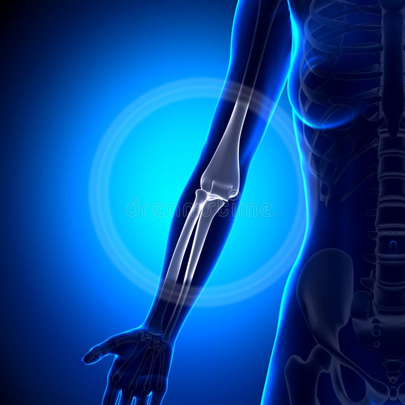 Anatomie De Coude - Os D'anatomie Illustration Stock - Illustration du ...