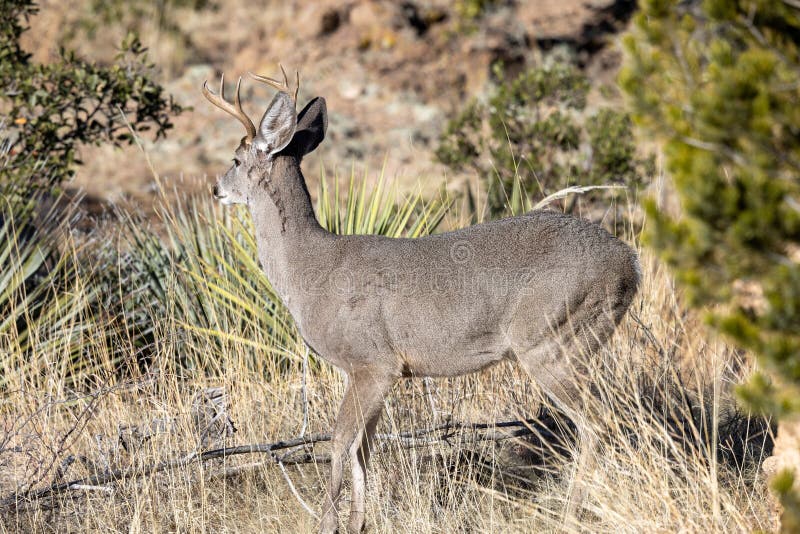Coues Whitetail Deer Buck in Arizona Stock Photo - Image of outdoors ...