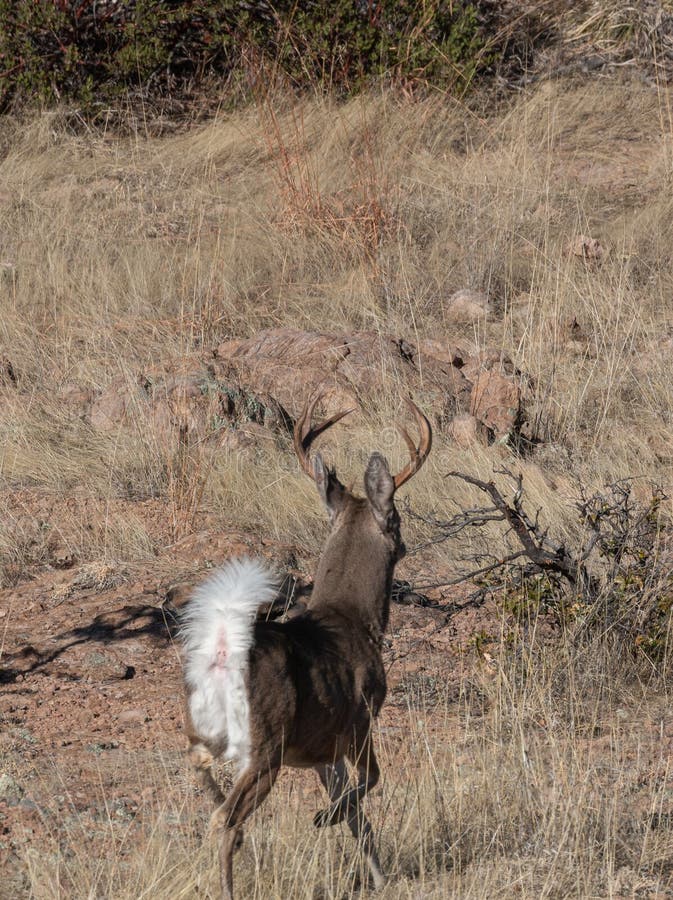 Coues Whitetail Deer Buck in Arizona in Winter Stock Image - Image of ...