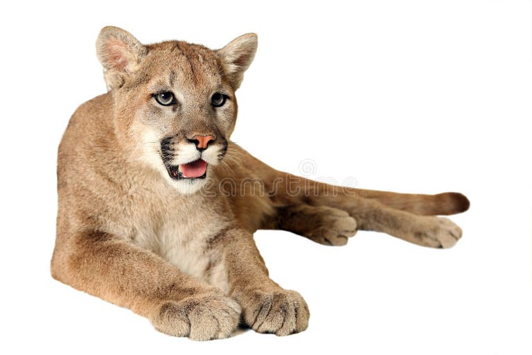 9,647 Gremin Cougar Stock Photos - Free & Royalty-Free Stock Photos ...