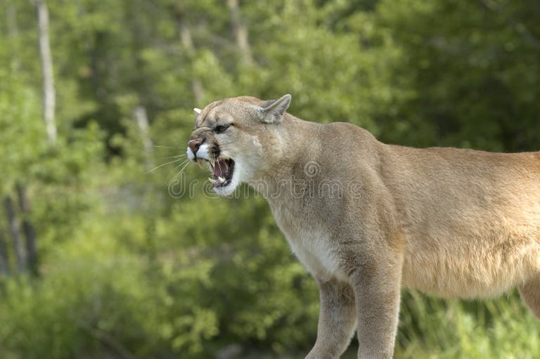9,640 Cougar Toscana Stock Photos - Free & Royalty-Free Stock Photos ...