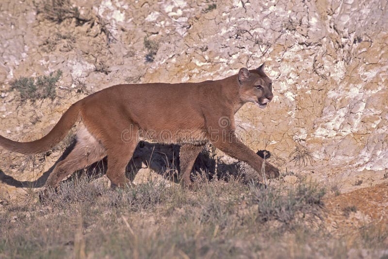 Cougar, North American Mountain Lion, Puma Concolor Stock Image - Image ...