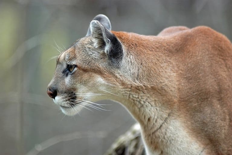 9,647 Gremin Cougar Stock Photos - Free & Royalty-Free Stock Photos ...