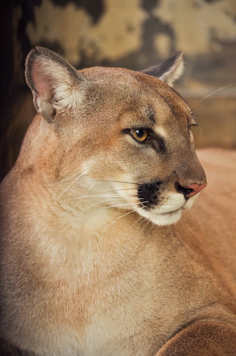 318 Animals Known Jumping Stock Photos - Free & Royalty-Free Stock ...