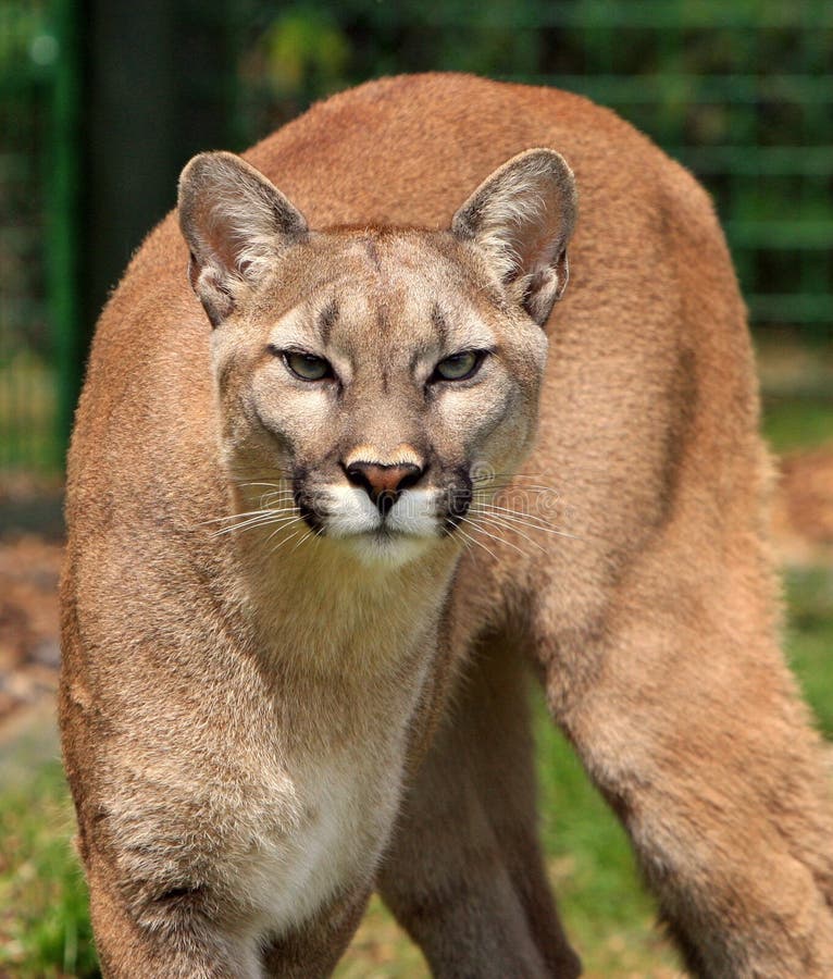 Cougar Animal Picture. Image: 82988398