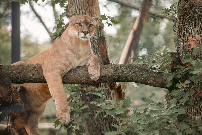 Cougar relax on tree stock image. Image of hiking, eyes - 267973143