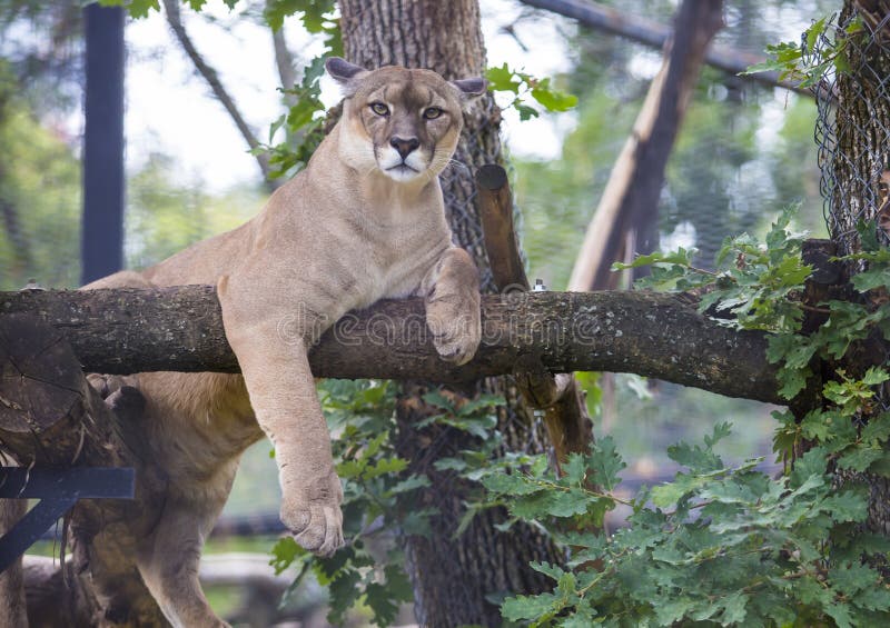 Cougar Animal Relax on Tree Stock Photo - Image of rest, america: 175790576