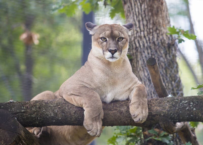 Cougar Animal Relax on Tree Stock Image - Image of killer, single ...