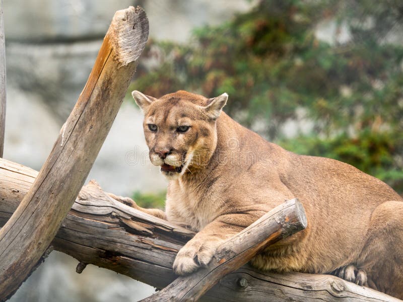 113 Cougar Growling Stock Photos - Free & Royalty-Free Stock Photos ...