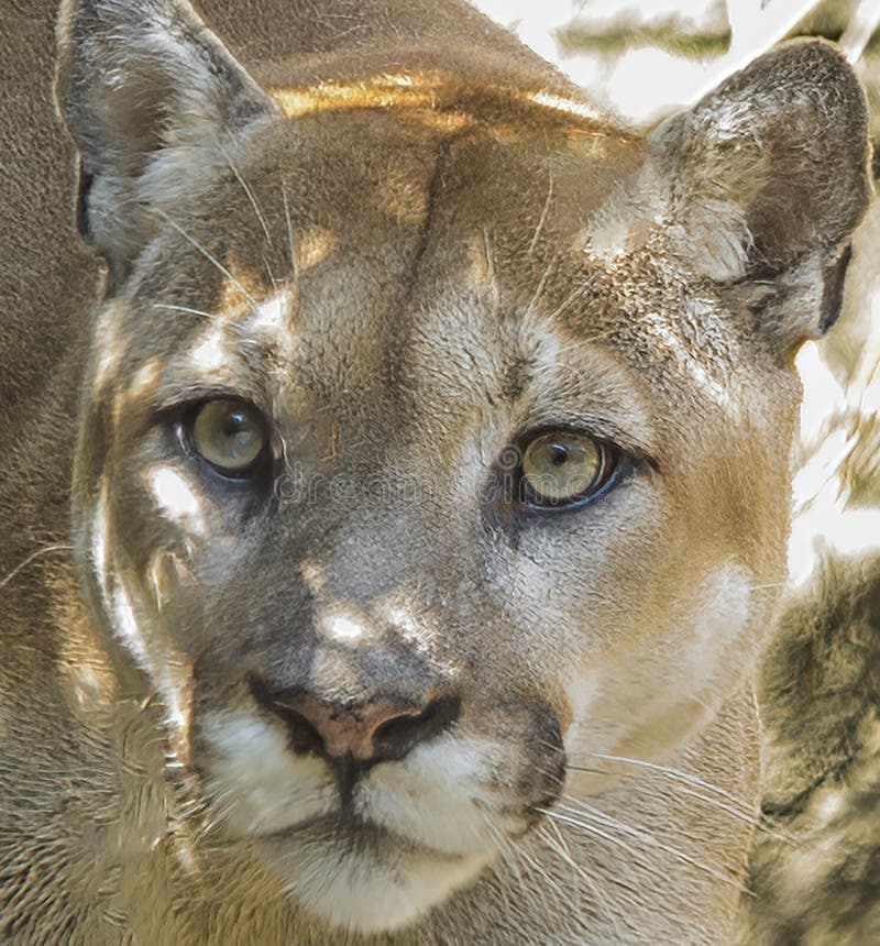 Closeup of Cougar in the Grass Stock Image - Image of lion, hungry ...