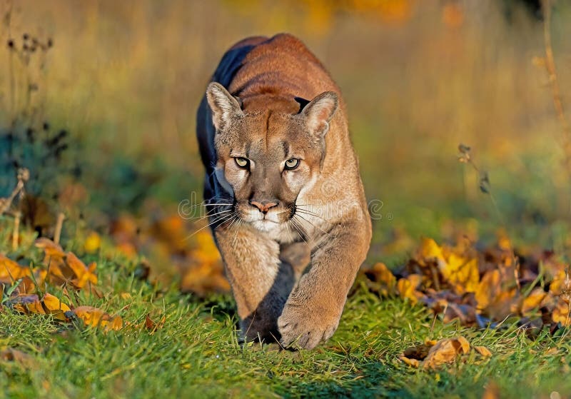 Cougar Coming Toward Camera Stock Illustration - Illustration of puma ...
