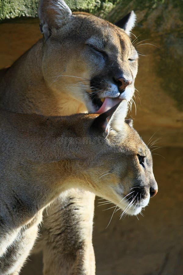Cougar couple stock photo. Image of orange, puma, feline - 6969306
