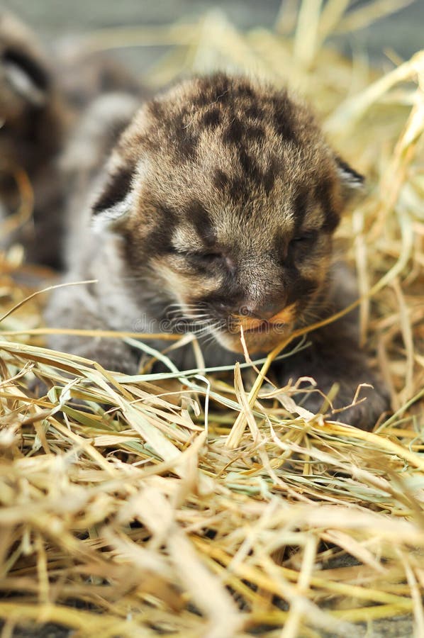 301 Cougar Cub Photos - Free & Royalty-Free Stock Photos from Dreamstime