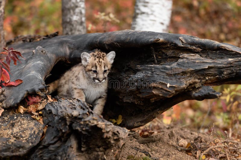 Cougar Kitten (Puma Concolor) Sits Inside Log Looking Down Autumn Stock ...