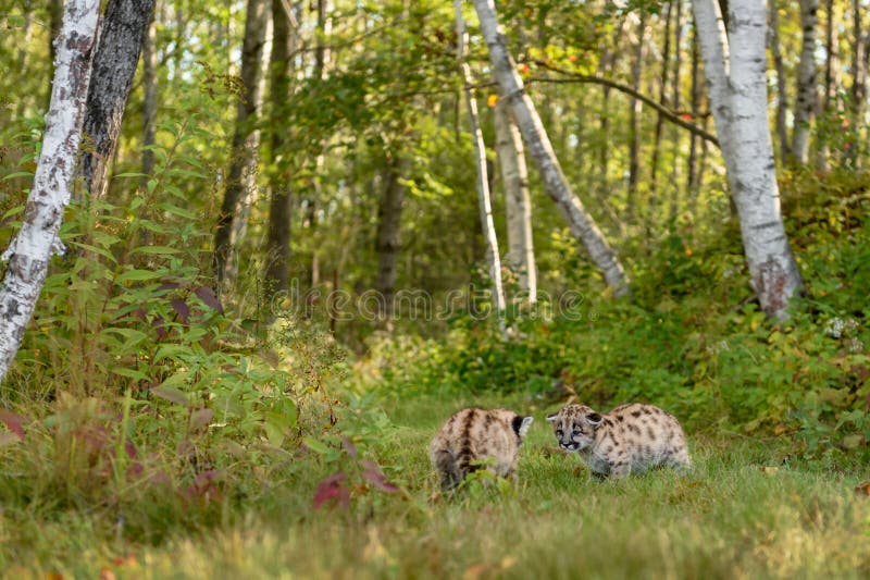 Cougar Kittens (Puma Concolor) on Forest Path Autumn Stock Photo ...