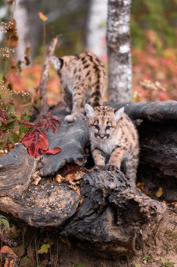 Cougar Kittens (Puma Concolor) on Log One Looking Forward One Away ...