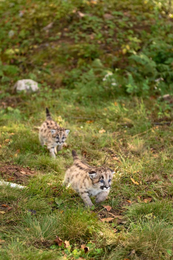 Cougar Kittens Puma Concolor Run Forward on Grass Autumn Stock Photo ...