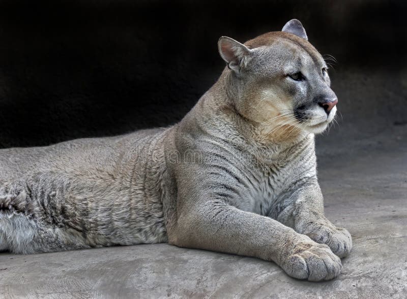 Cougar Growl Stock Photos - Free & Royalty-Free Stock Photos from ...